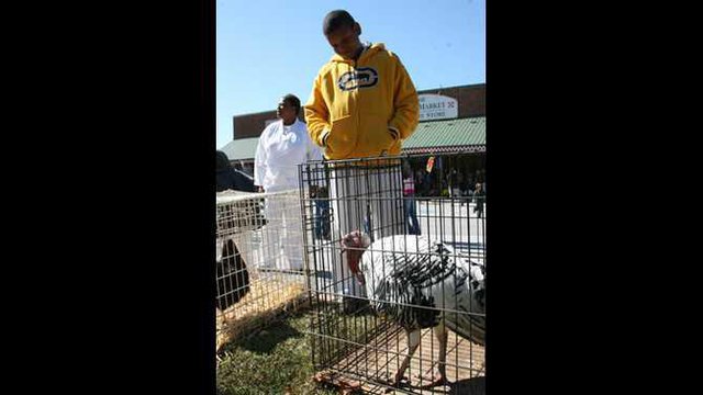Chicken buddies - The Covington News