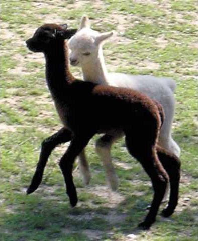 Warm, fuzzy alpacas show at International Horse Park - The Covington News