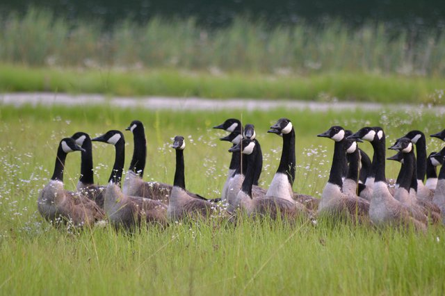 How to handle potential nuisance Canada Geese - The Covington News