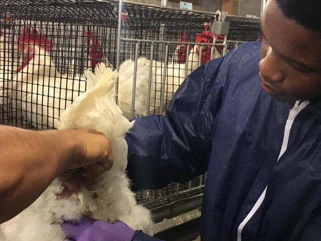 NCCA student's path to the poultry industry - The Covington News