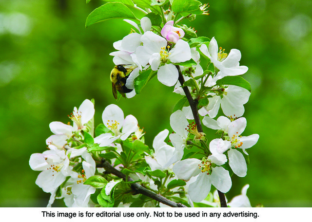 AGRICULTURE: Help bring back bees and their benefits - The Covington News