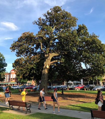 Historic magnolia to be removed from Covington square - The Covington News