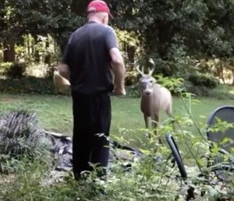 State agency issues warning after deer gores man in Newton County - The ...